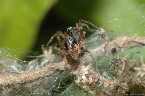 Česká Arachnologická Společnost Dictyna Arundinacea Linnaeus 1758