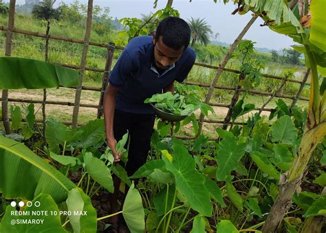 How I Made Healthy Kochu Leaves Fry Recipe — Hive