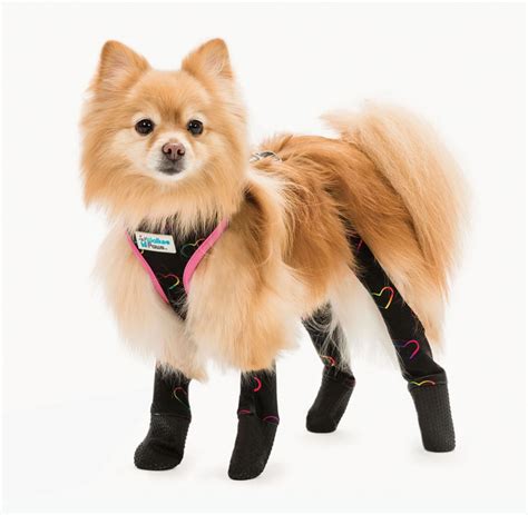 Walkee Paws Update After 3 Million Shark Tank Valuation Pinoy Money Talk