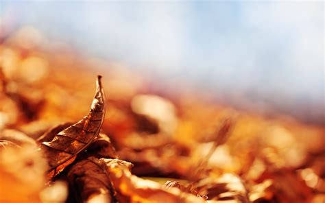 Depth Of Field Macro Leaves Nature Wallpaper Coolwallpapersme