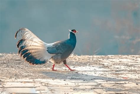 属鸡人的优点缺点分别是什么 豆妈 为人 个性