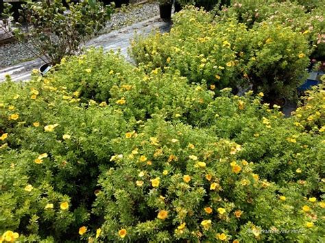 Shrubby Cinquefoil The Garden Websitecom