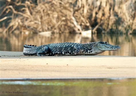 Black Caiman Size