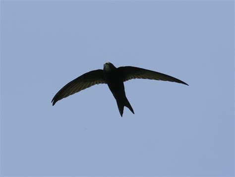 Re Implementing Optionals Using Swifts Powerful Enum Type By