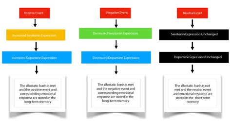 Cb2r Desensitization And Long And Short Term Memory Storage