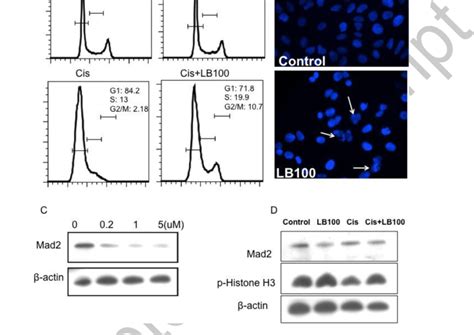 Cell Cycle Analysis After Lb100 Treatment Of Osteosarcoma Cells A Facs Download Scientific