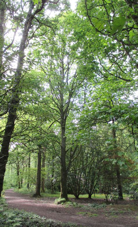 Quercus Canariensis In Parc Cefn Onn