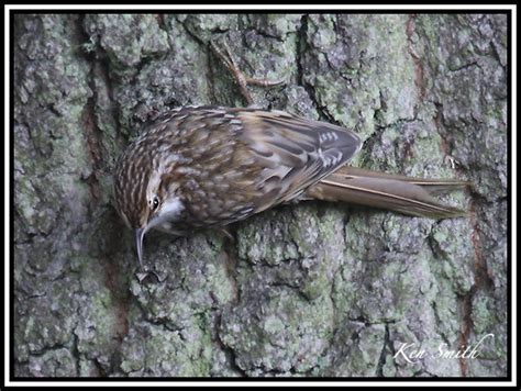 Treecreeper BirdForum