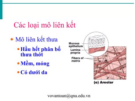 Cac Loai Mo Dong Vat Ppt