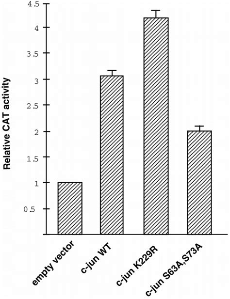 Sumo 1 Modification Negatively Regulates The Transcriptional Activity