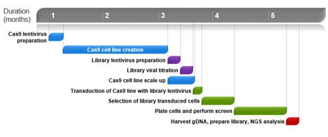 Everything You Need To Know About Crispr Library Screening