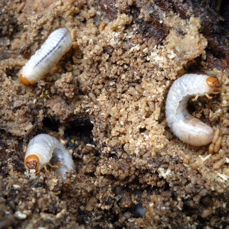 Grub Control Grassmasters