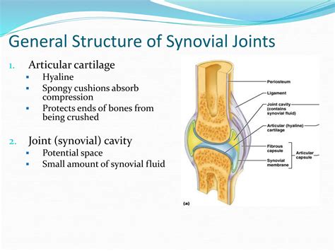 Anatomy Of Synovial Joints Synovial Pptt