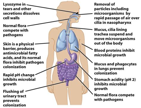 Biology 207 Immune System Flashcards Quizlet