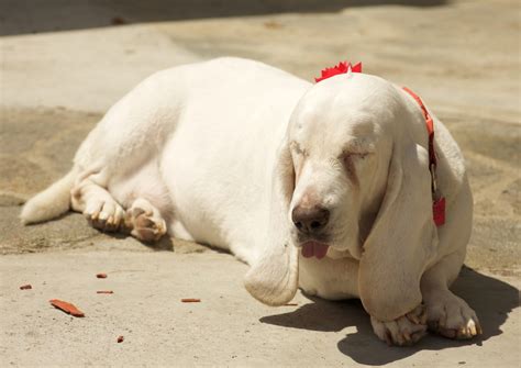 Albino Basset Hound