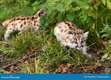 Cougar Kittens Puma Concolor Crawl Through Grass And Greenery Autumn
