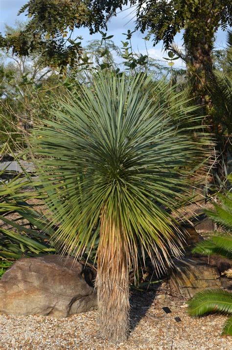 Yucca Rostrata Beaked Blue Yucca Garden Center Marketing
