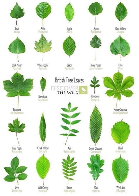 How To Recognise Trees From Their Leaves Wild Groombridge