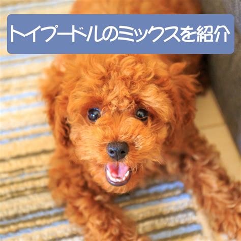 トイプードルのミックス犬を紹介！どんな種類が人気？