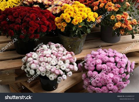 Different Color Mums