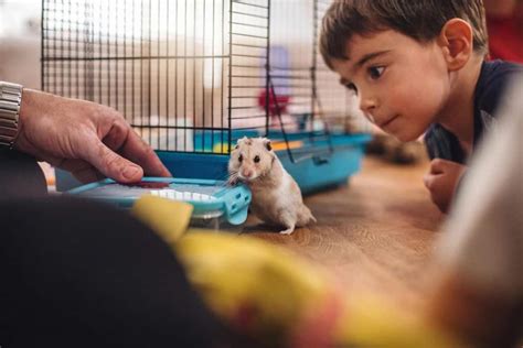 How To Get Your Hamster To Like You