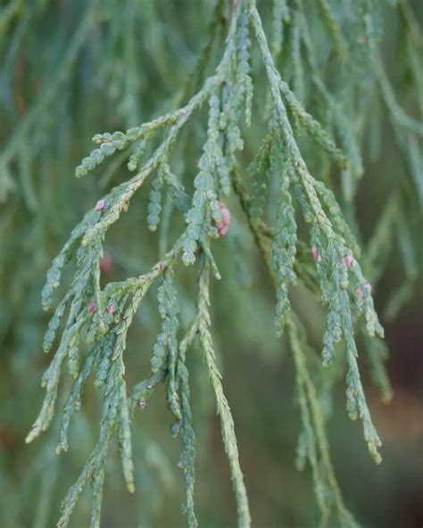 16 Weeping Evergreen Trees That Will Turn Your Garden Into A Wonderland
