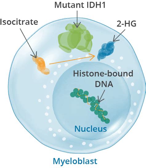 What Is Acute Myeloid Leukemia Deeper Than Mds