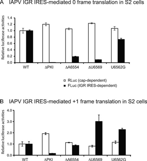 Iapv Igr Ires Mediated Translation In Drosophila S2 Cells In Vitro Download Scientific Diagram