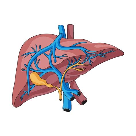 Vectores E Ilustraciones De Vena Hepatica Para Descargar Gratis Freepik
