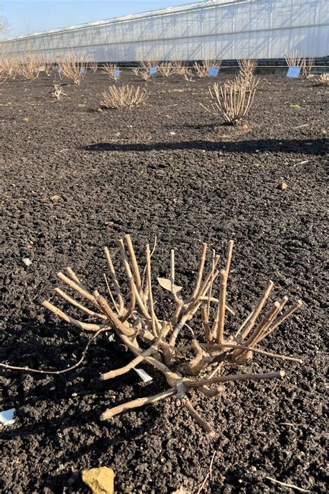 3 Ways To Prune Hydrangrea Paniculata