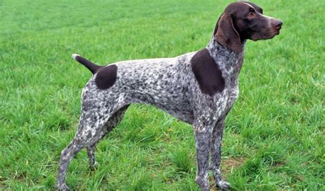 German Shorthaired Pointer Vs German Shepherd Breed Comparison