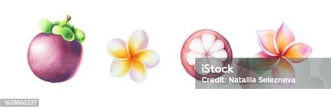 신선한 보라색 망고스틴과 플루메리아 꽃이 있는 수채화 그림 열대 과일은 흰색 배경에 분리되어 있다 디자이너 스파 장식 엽서 결혼식 인사말 배경 화면 포장지 스크랩북 표지
