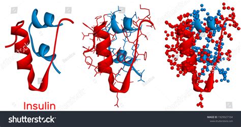 Insulin Peptide Hormone Molecule Different Models Stock Illustration