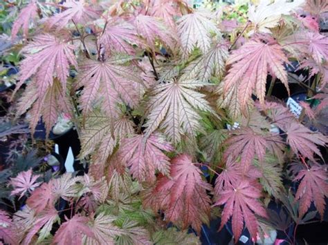 Acer Palmatum Ariadne Ariadne Japanese Maple Plant Lust
