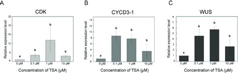 The Effect Of Tsa On Expression Of Cdk Cycd3 1 And Wus Genes From Download Scientific Diagram