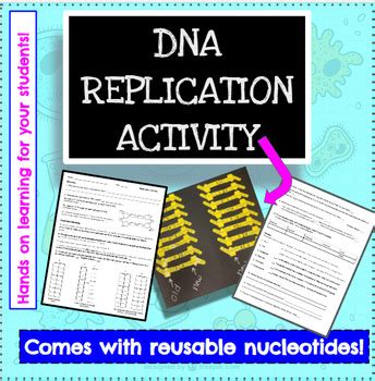 DNA Replication Activity By Use Your Brain Biology Curriculum TPT