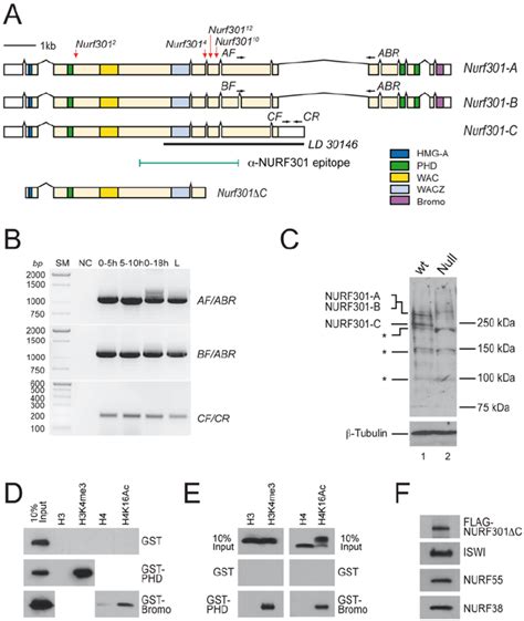 Isoforms Of Nurf301 A Nurf301 Locus Indicating Three Predicted Download Scientific Diagram