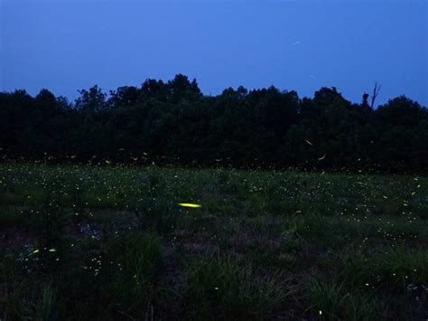 Creating A Firefly Atlas For An Overlooked Species Bluedot Living