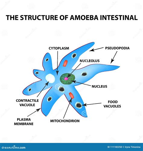 La Structure De L Amibe Est Intestinale Amibiase Gastro Intestinale Infographie Illustration De