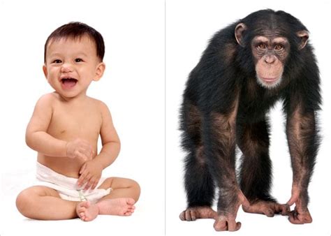 Dna Similarities Between Humans And Chimps Humans Chimps Similar Than Shared Thought Less Human