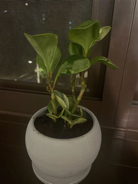 請益 圓葉椒草種植問題 植物板 Dcard