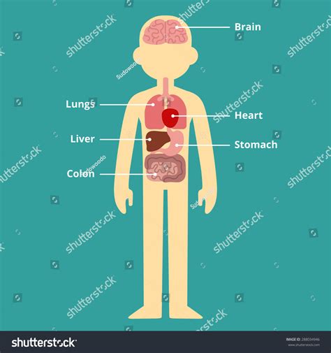 Human Internal Organ Infographic Chart Text Stock Vector Royalty Free