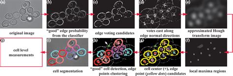 figure 1 from yeast cell detection and segmentation in bright field
