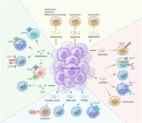 Metabolic Reprogramming In The Tumor Microenvironment Of Liver Cancer Pmc