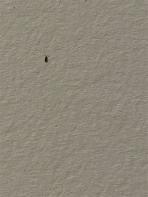What Is This Small Bug Called Found Inside And Outside The House Rwhatisthisbug