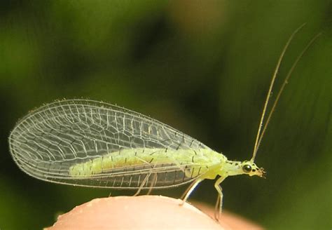Chrysopa Duurzame Tuinartikelen