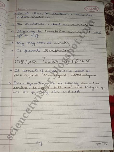 Anatomy Of Flowering Plants Class 11 Notes Biology Kota Notes Artofit