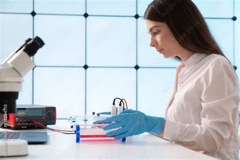 Loading Samples And Running An Agarose Gel For Electrophoresis Gel
