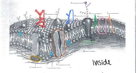 Cell Membrane Diagram Diagram Quizlet