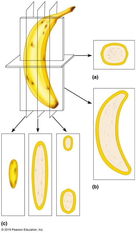 Anatomy Practical 1 Banana Cuts Labeling Diagram Quizlet